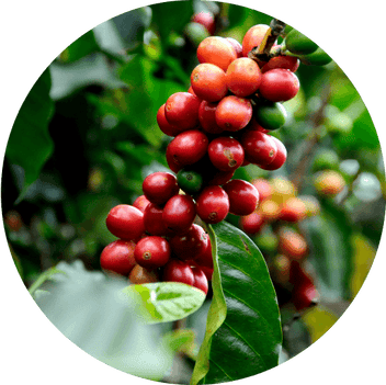 Atlas Coffee Club® | The Best Coffee Subscription, Rated #1